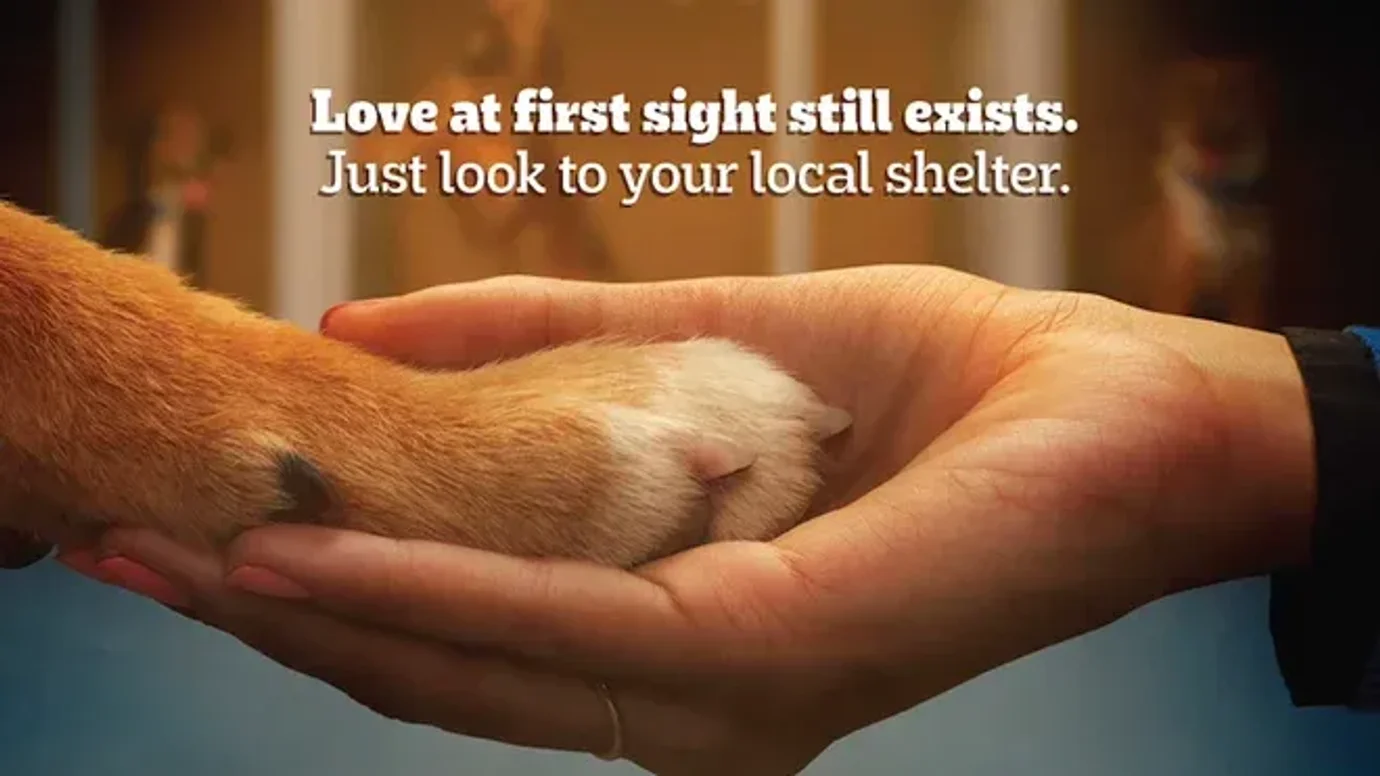 Rebound Dogs | Contagious