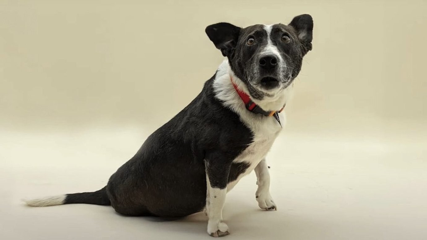 Google demos Pixel 8 Pro camera by helping rescue dogs find homes ...