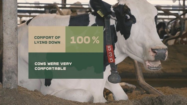 Arla puts its cows lives online in show of transparency | Contagious